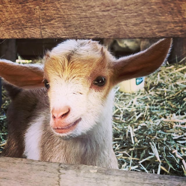 Bundaberg: Family-Friendly Entry Ticket to Splitters Farm | GetYourGuide