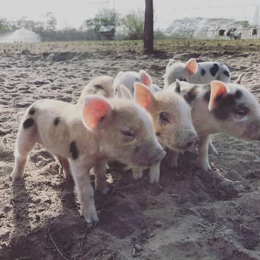 Bundaberg: Familienfreundlicher Eintritt zur Splitters Farm | GetYourGuide