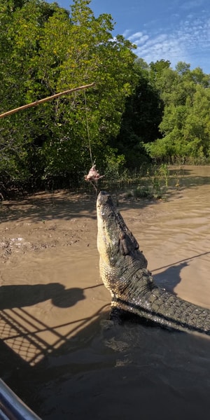 Darwin: The Croc Bus to the Famous Jumping Crocodile Cruise | GetYourGuide