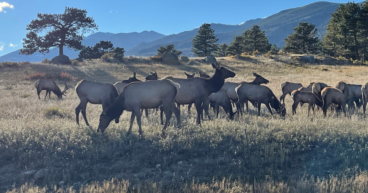 Estes Park: Guided Sunset Elk Mating Ritual Tour | GetYourGuide