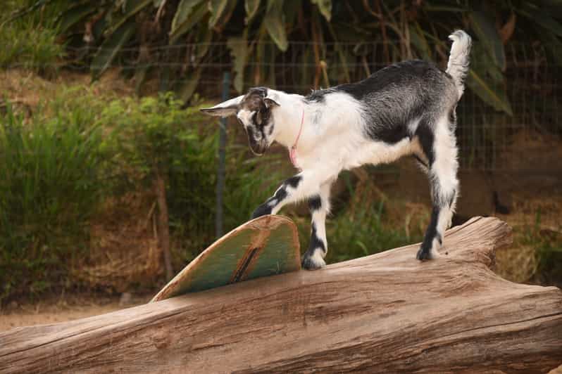 Maui: Goat Farm, Distillery, & Glass-Blowing Tour w/ Tasting | GetYourGuide