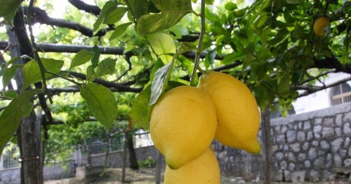 Tramonti: Lemon Gardens Tour with Local Product Tasting | GetYourGuide