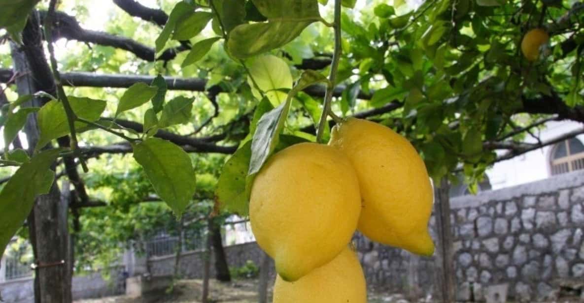 Lemon Experience with Limoncello demonstration | GetYourGuide