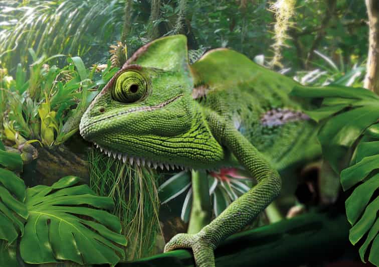 Potsdam: Biosphäre Potsdam Entry Ticket | GetYourGuide