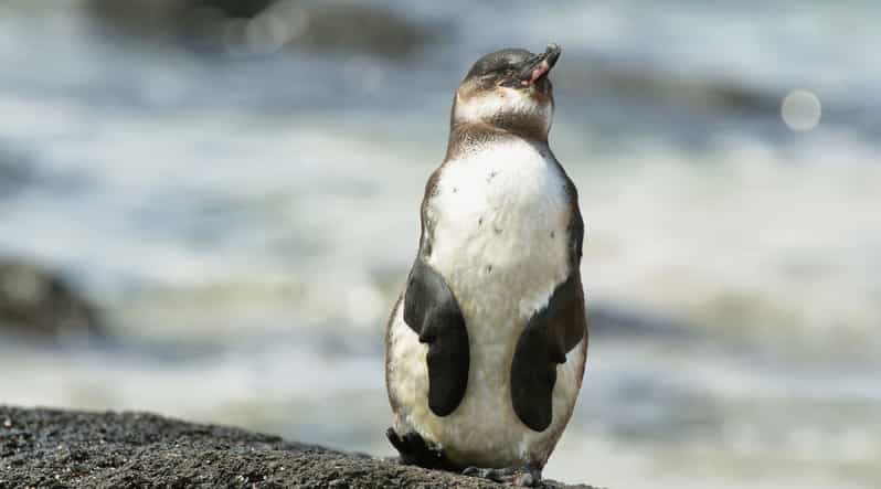 From Melbourne: Phillip Island Penguin Parade Full-Day Tour | GetYourGuide