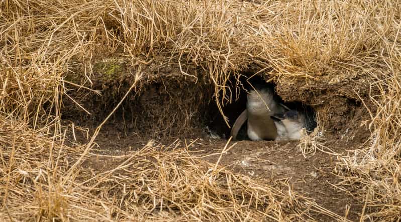 From Melbourne: Phillip Island Penguin Parade Full-Day Tour | GetYourGuide