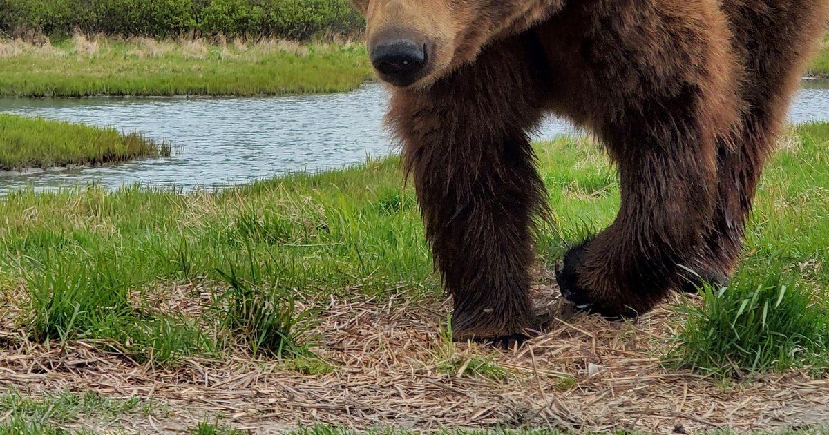 Van Anchorage: wildernis, dieren in het wild en gletsjerervaring ...