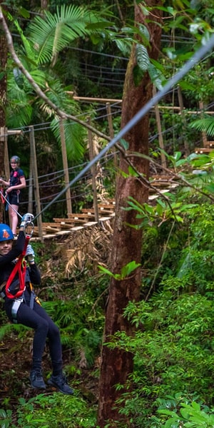 Cairns: Daintree Rainforest Canopy Ziplining Tour | GetYourGuide