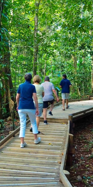 Cairns: Daintree Rainforest Canopy Ziplining Tour | GetYourGuide
