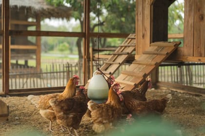 Chiang Mai: Authentic Thai Cooking Class and Farm Visit | GetYourGuide