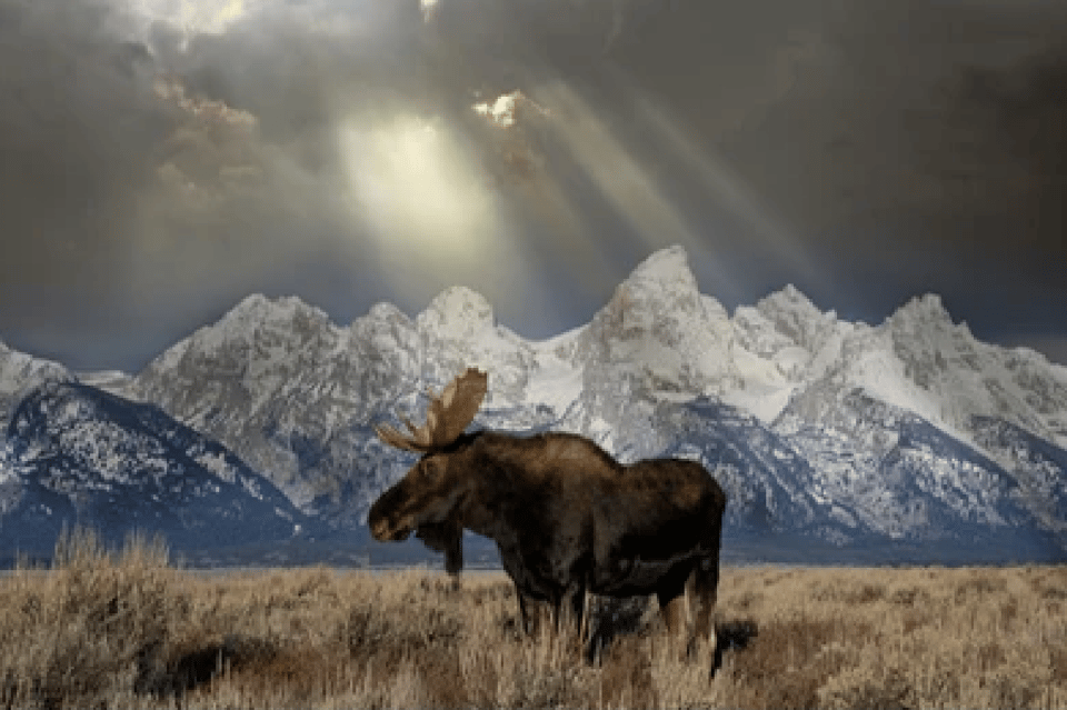 Jackson: Grand Teton and National Elk Refuge Winter Day Trip | GetYourGuide