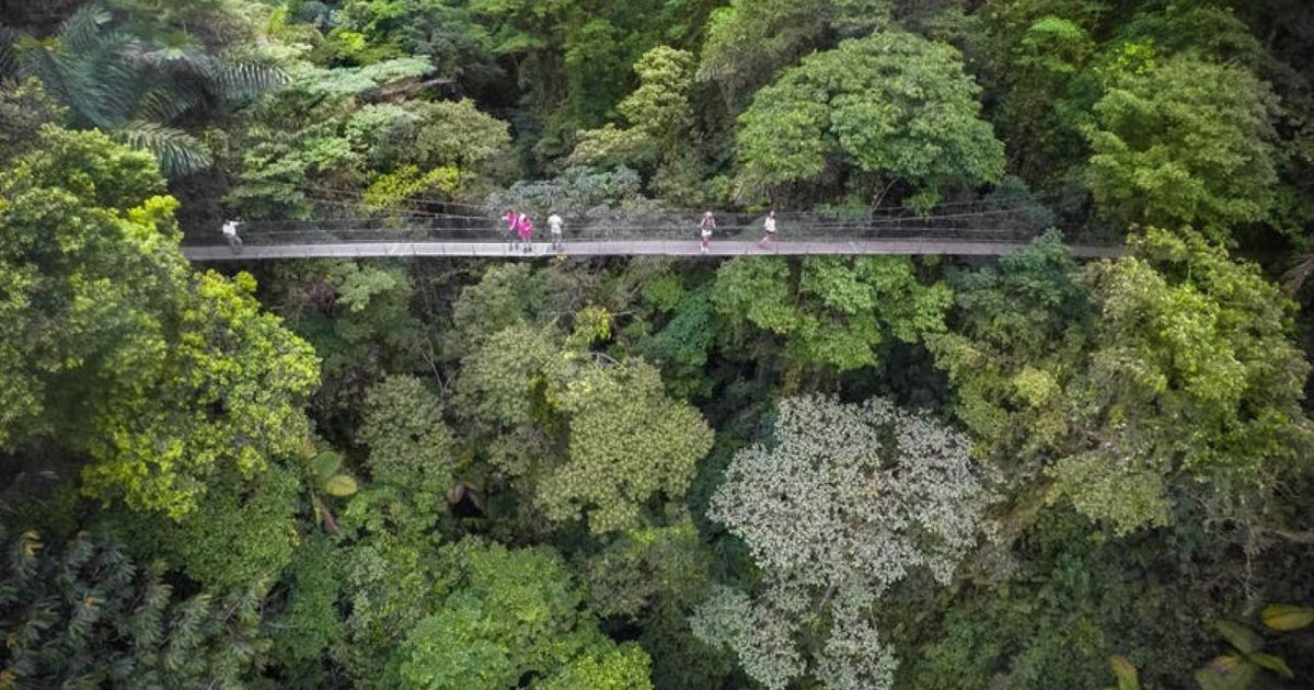 Monteverde o Santa Elena: Excursión Privada Puentes Colgantes ...