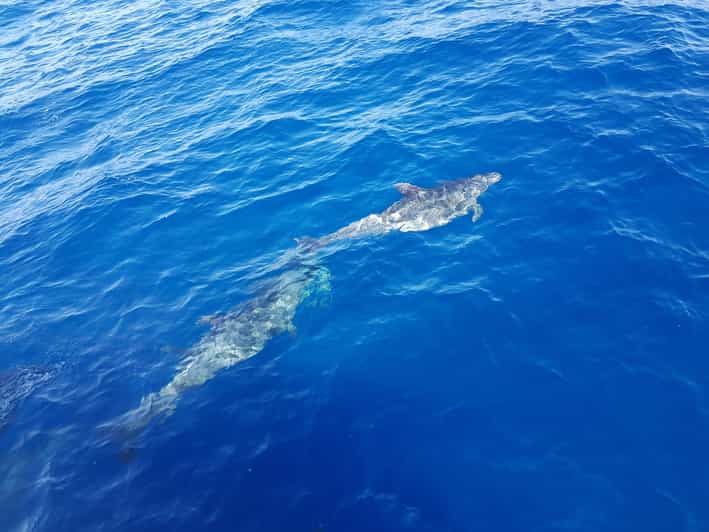 Gran Canaria: Katamaran-Fahrt mit Delfinbeobachtung und Schnorcheln ...