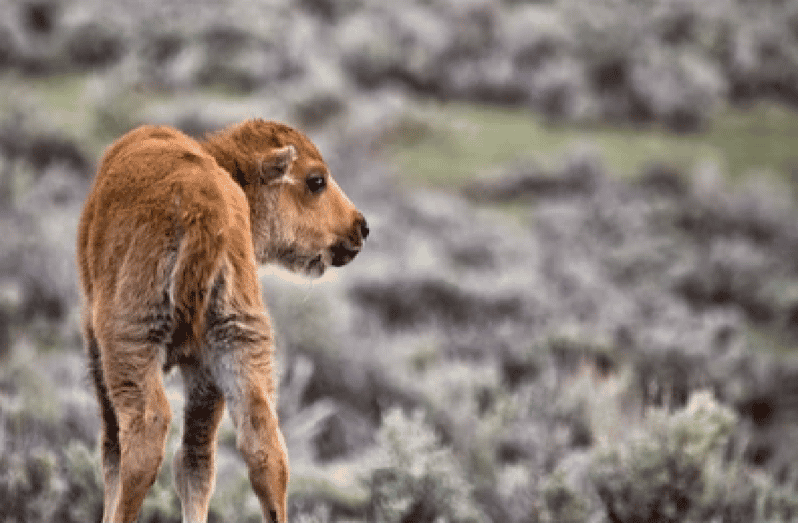From Jackson: Grand Teton Wildlife & Scenery Tour with Lunch | GetYourGuide