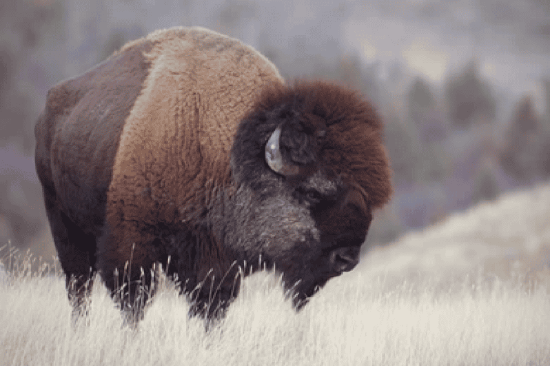 From Jackson: Grand Teton Wildlife & Scenery Tour with Lunch | GetYourGuide