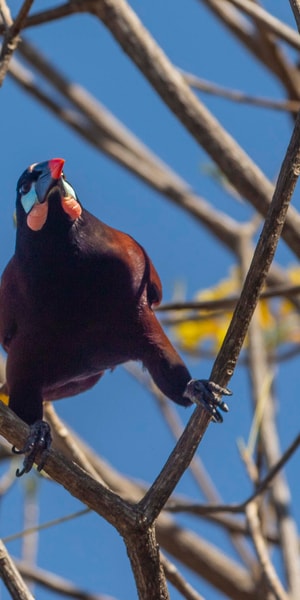 San Jose: Walking Nature Tour with Sloths, Birds, and Trees | GetYourGuide