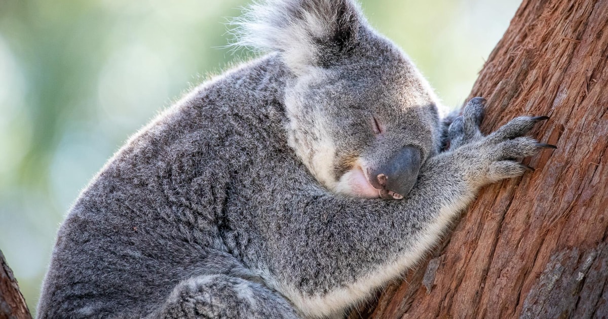Port Stephens: Koala Sanctuary General Admission Ticket | GetYourGuide