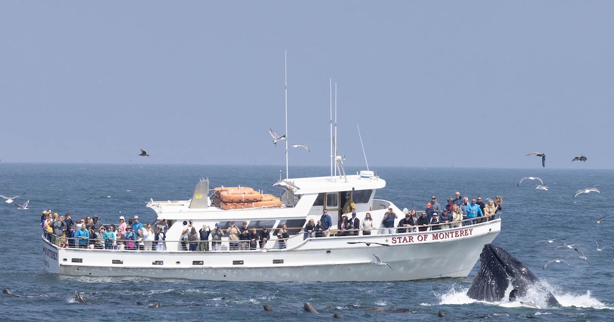 Monterey: Monterey Bay Dolphin and Whale Watching Boat Tour | GetYourGuide