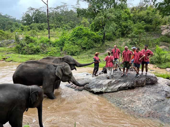 Chiang Mai: Elephant Sanctuary & Waterfall Group Tour | GetYourGuide