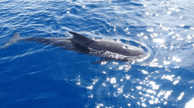 Los Gigantes: crociera con avvistamento di balene e delfini con pranzo ...