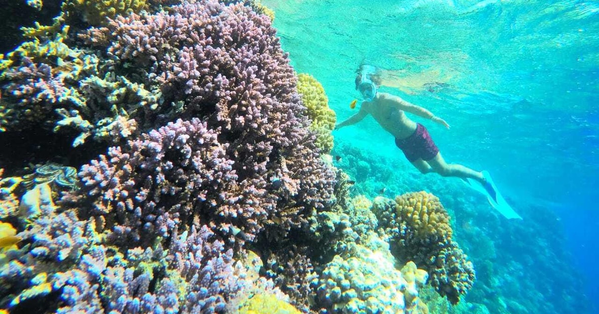 Hurghada: Excursión de un día de snorkel en el Mar Rojo con almuerzo y ...