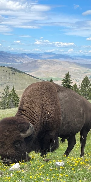 From Whitefish: Flathead Lake & Bison Range Guided Tour | GetYourGuide