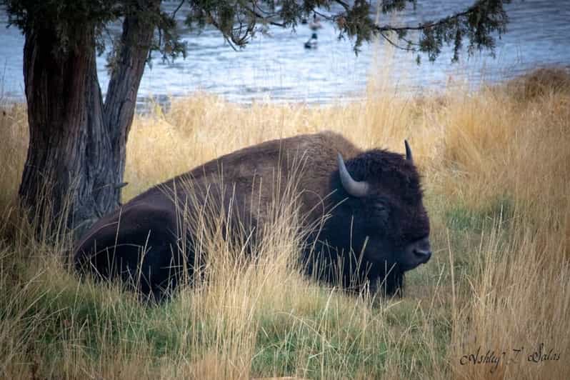 From Whitefish: Flathead Lake & Bison Range Guided Tour | GetYourGuide