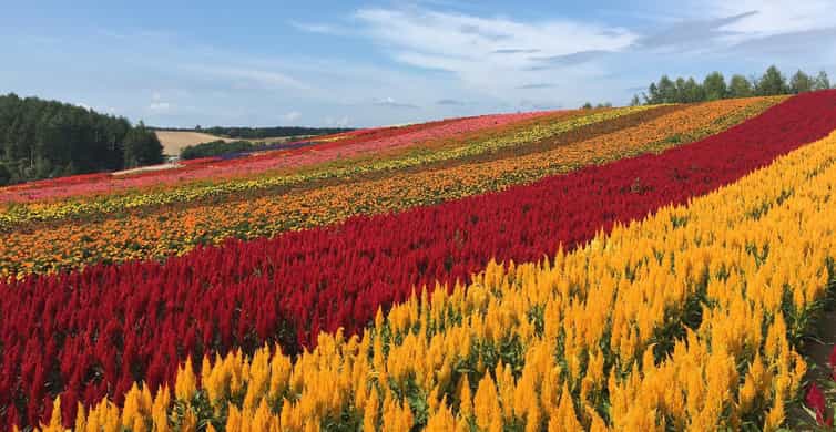 The BEST Furano Tours and Things to Do in 2024 - FREE Cancellation ...