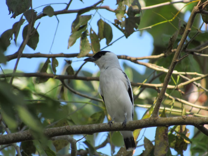 Cartagena: Private Bird-Watching Tour with Breakfast | GetYourGuide