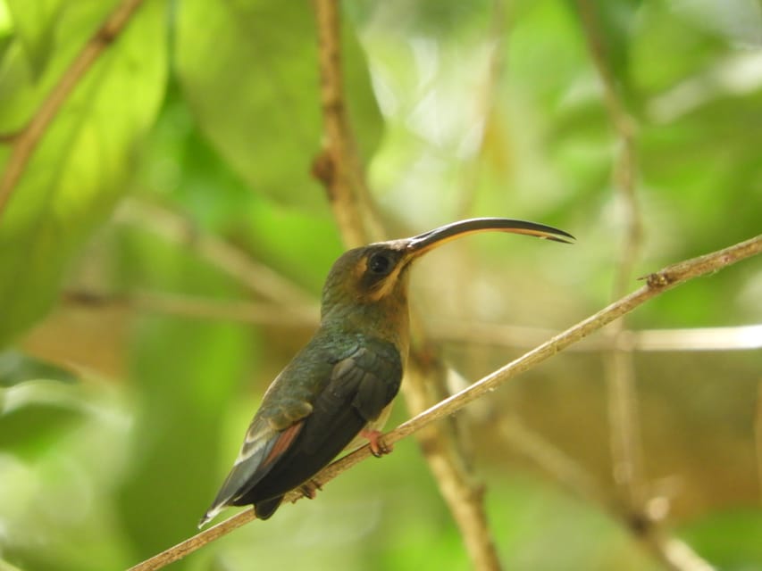 Cartagena: Private Bird-Watching Tour with Breakfast | GetYourGuide