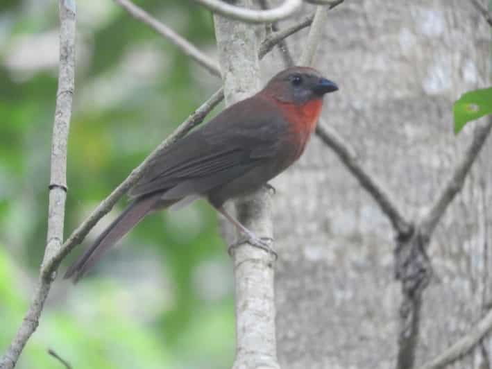 Cartagena: Private Bird-Watching Tour with Breakfast | GetYourGuide