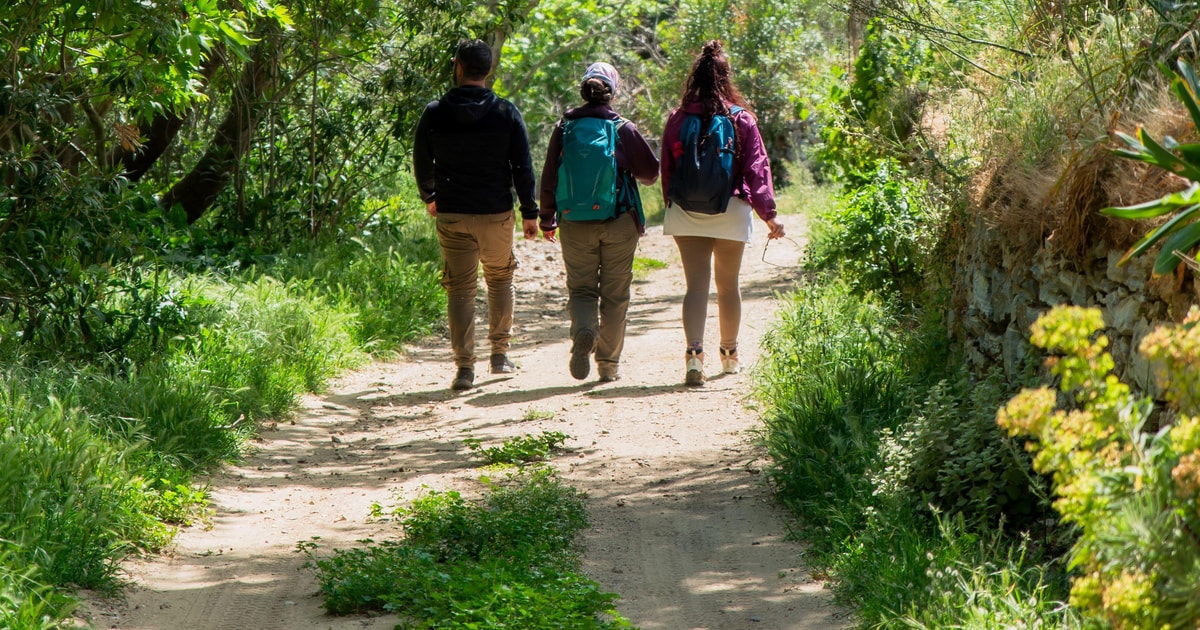 Meet the trees in Cyclades Hiking (Small group experience) | GetYourGuide