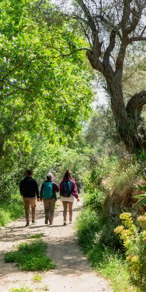 Meet the trees in Cyclades Hiking (Small group experience) | GetYourGuide