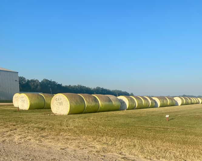 Frogmore Plantation: Historical Cotton and Plantation Tour | GetYourGuide