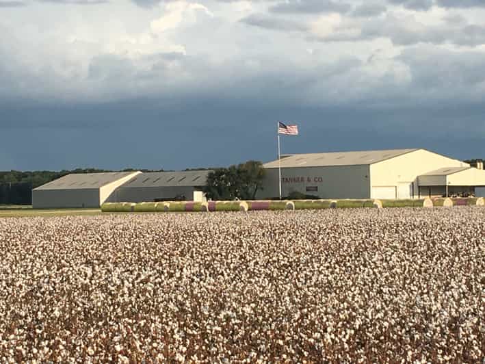 Frogmore Plantation: Historical Cotton and Plantation Tour | GetYourGuide
