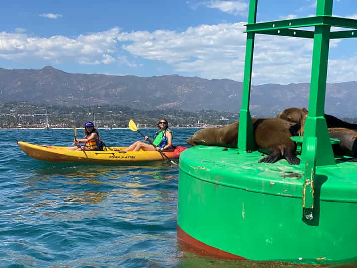 Santa Barbara: Guided Sea Lion Kayaking Tour | GetYourGuide