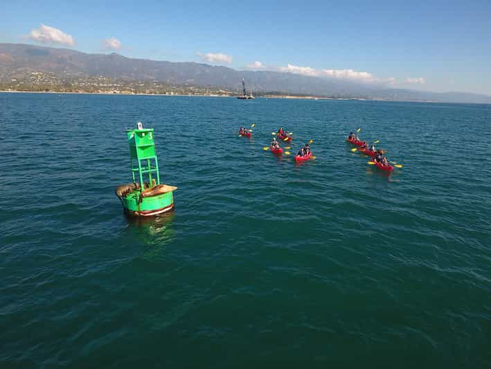 Santa Barbara: Guided Sea Lion Kayaking Tour | GetYourGuide