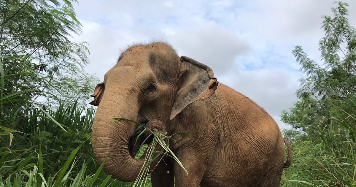 Pattaya: Elephant Sanctuary Tour with Thai Lunch | GetYourGuide