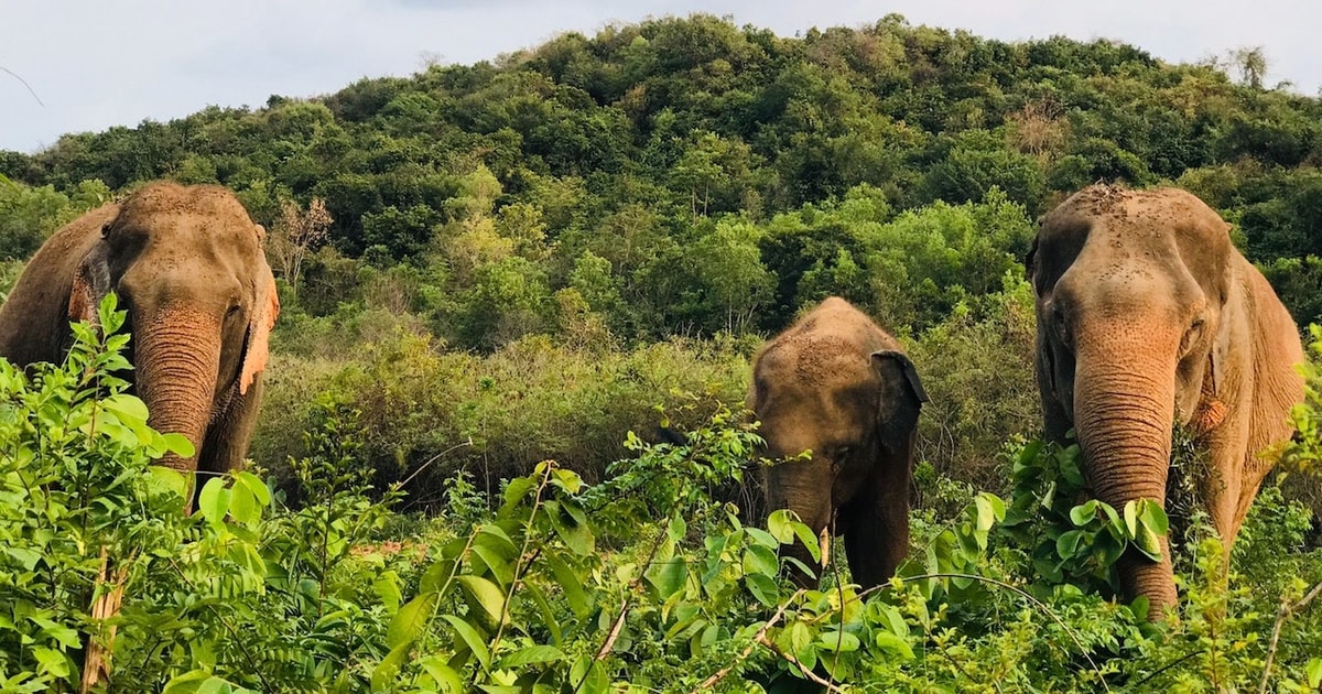Pattaya : Ethical Elephant Sanctuary Interactive Tour | GetYourGuide