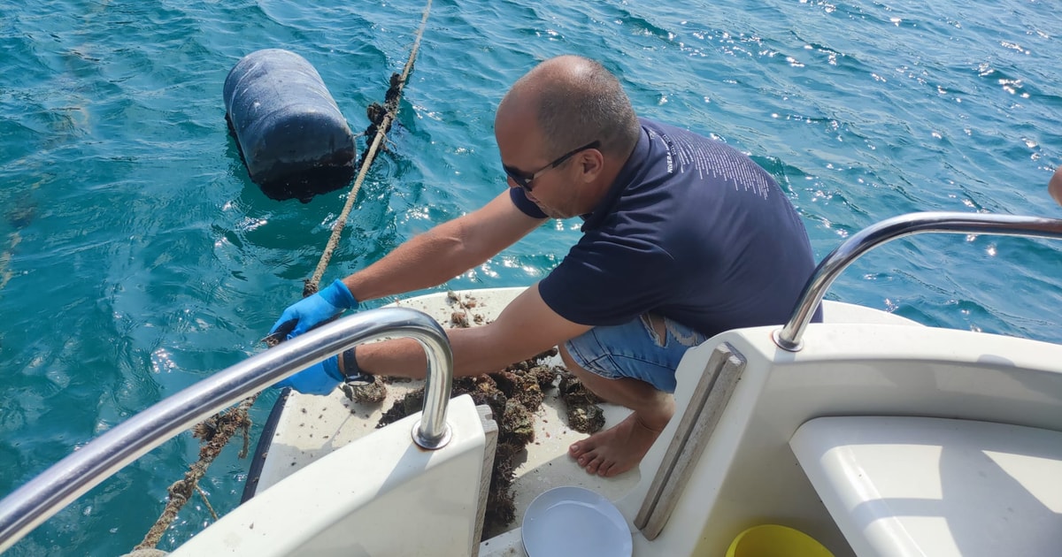 Dubrovnik: Oyster, Mussles, and Wine Tasting Tour in Ston | GetYourGuide