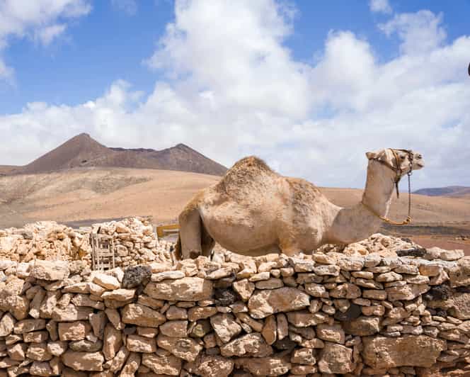 Fuerteventura: Výlet na sopku a návštěva farmy | GetYourGuide