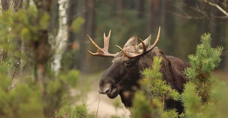 Rovaniemi: Wild Moose Safari | GetYourGuide