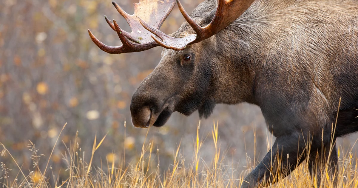 Rovaniemi: Wild Elch Safari | GetYourGuide