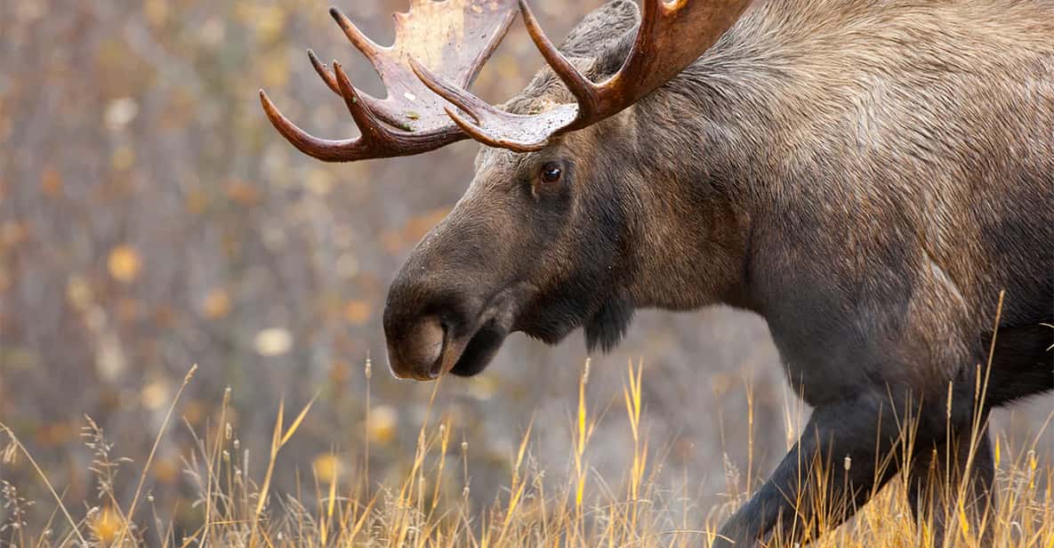 Rovaniemi: Wild Moose Safari | GetYourGuide