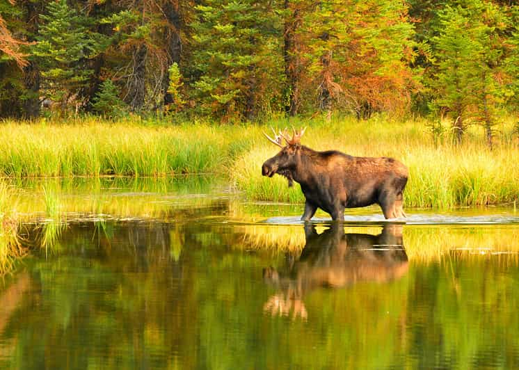 Rovaniemi: Wild Elch Safari | GetYourGuide