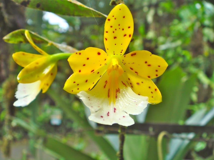 Desde San José: Tranvía del Bosque Lluvioso del Parque Nacional Braulio ...