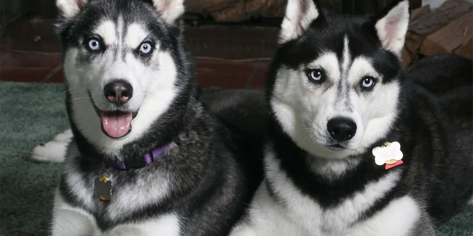 How Friendly Are Huskies