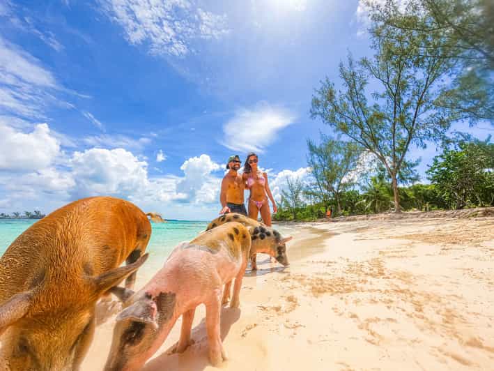 Pearl Island: Pigs Beach with Lunch | GetYourGuide