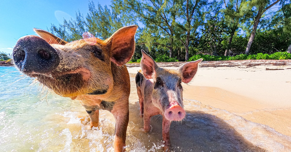 Isla de las Perlas: Playa de los Cerdos con almuerzo | GetYourGuide