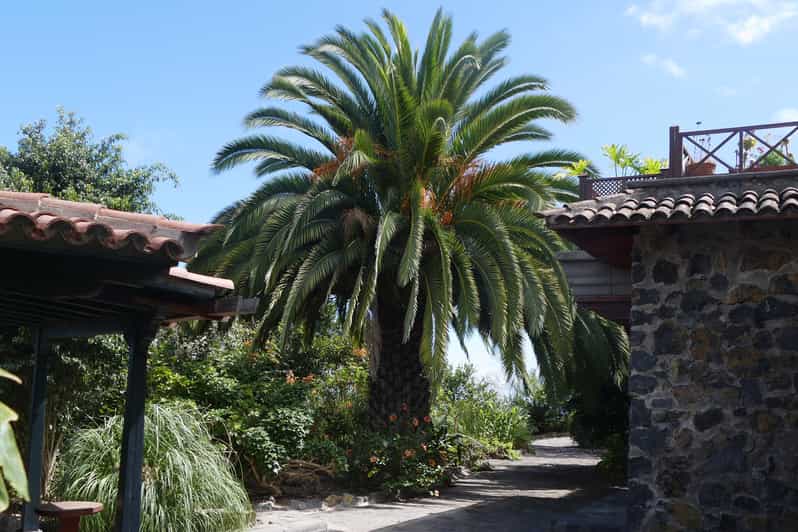 Icod de los Vinos: Tour y entrada a ARTlandya Doll World | GetYourGuide